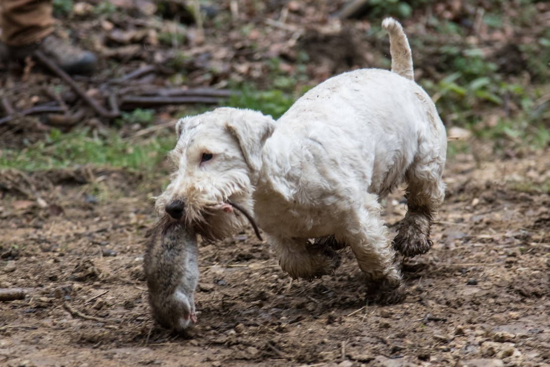 Film Review: ‘RATS’! - Boomstick Comics